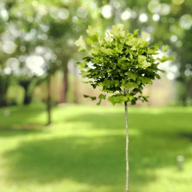 Liriodendron tulipifera