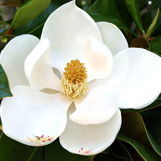 Magnolia grandiflora Gallisoniensis