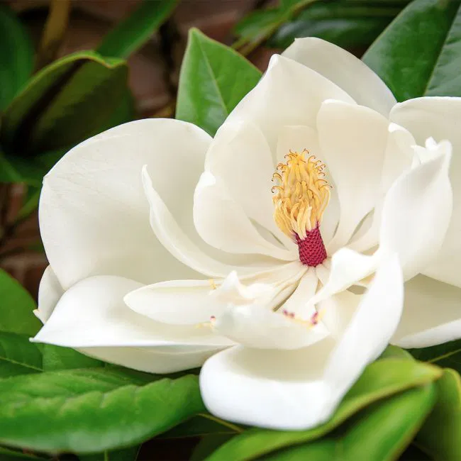 Magnolia grandiflora Goliath