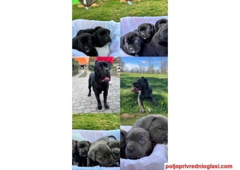 Cane Corso stenci