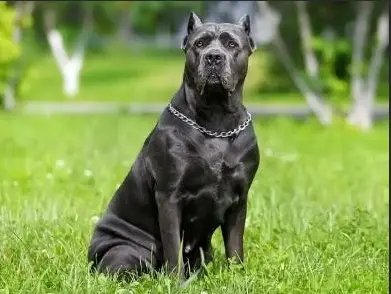 Rotvajler i Cane Corso