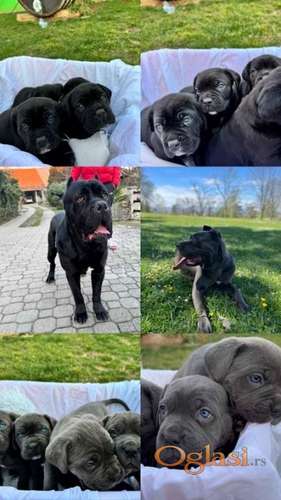 Cane Corso stenci