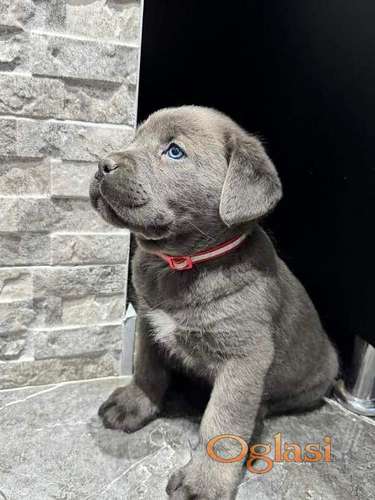 Cane Corso