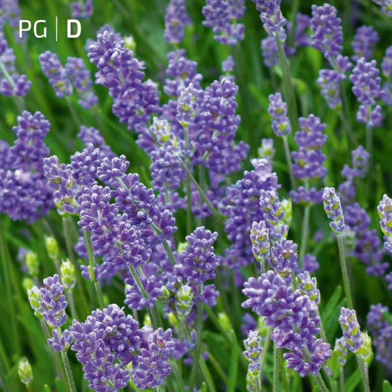 Lavanda