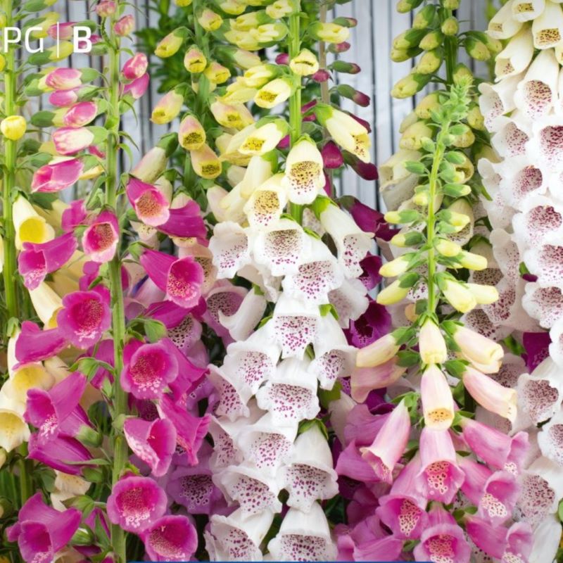 Digitalis