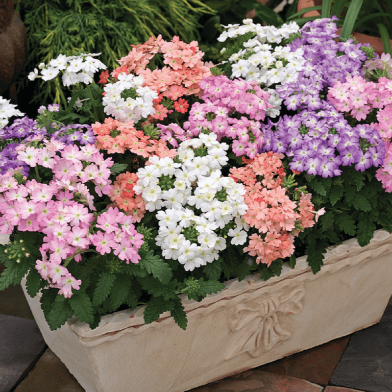 Verbena Pastel Mix