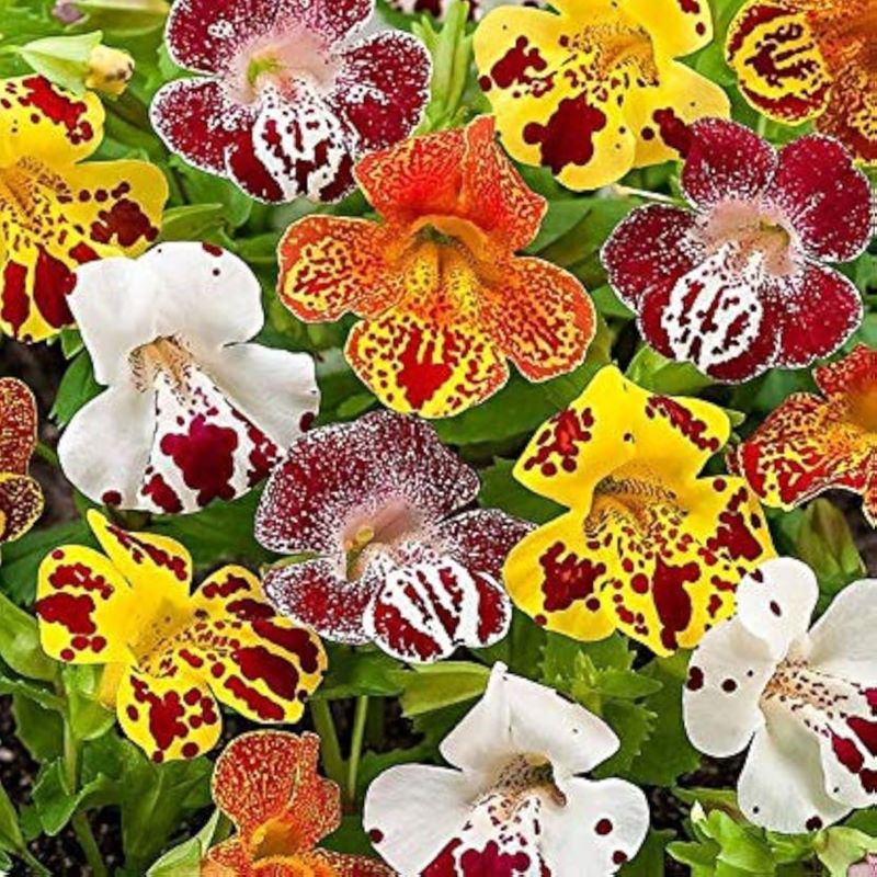 Mimulus Magična fleka