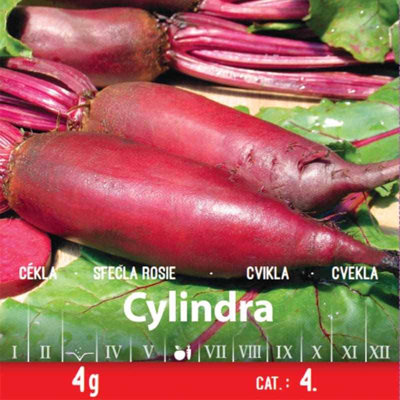 Cvekla Cilindra