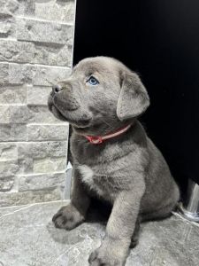 Cane Corso