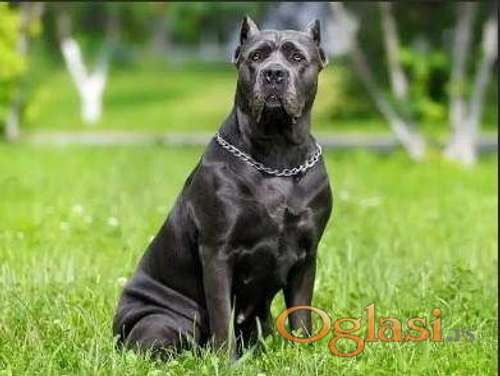 Rotvajler i Cane Corso