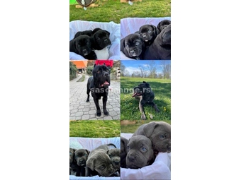 Cane Corso stenci