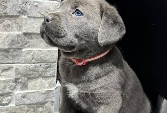 Cane Corso