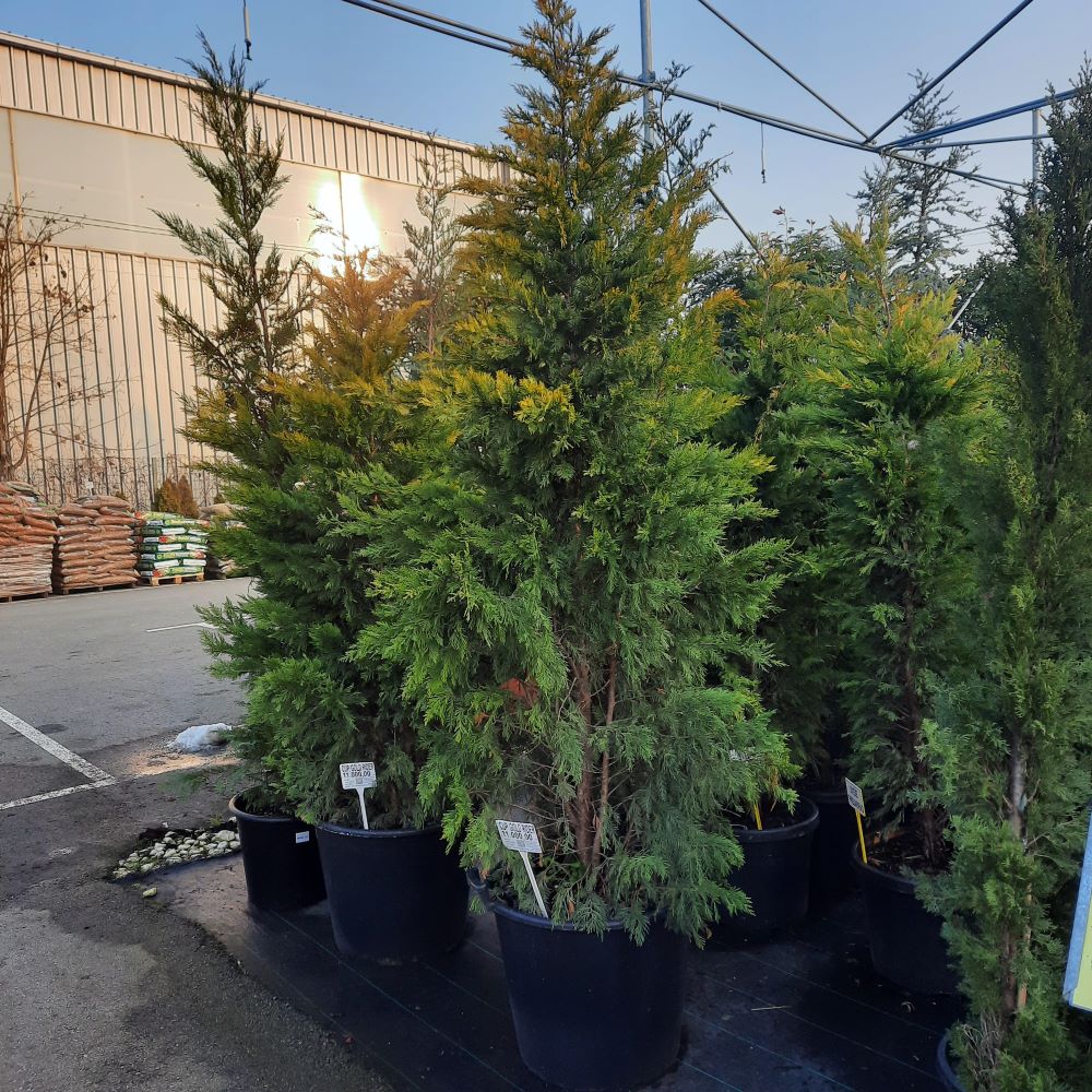 Cupressocyparis leylandii ‘Gold Rider’ 210-240 cm