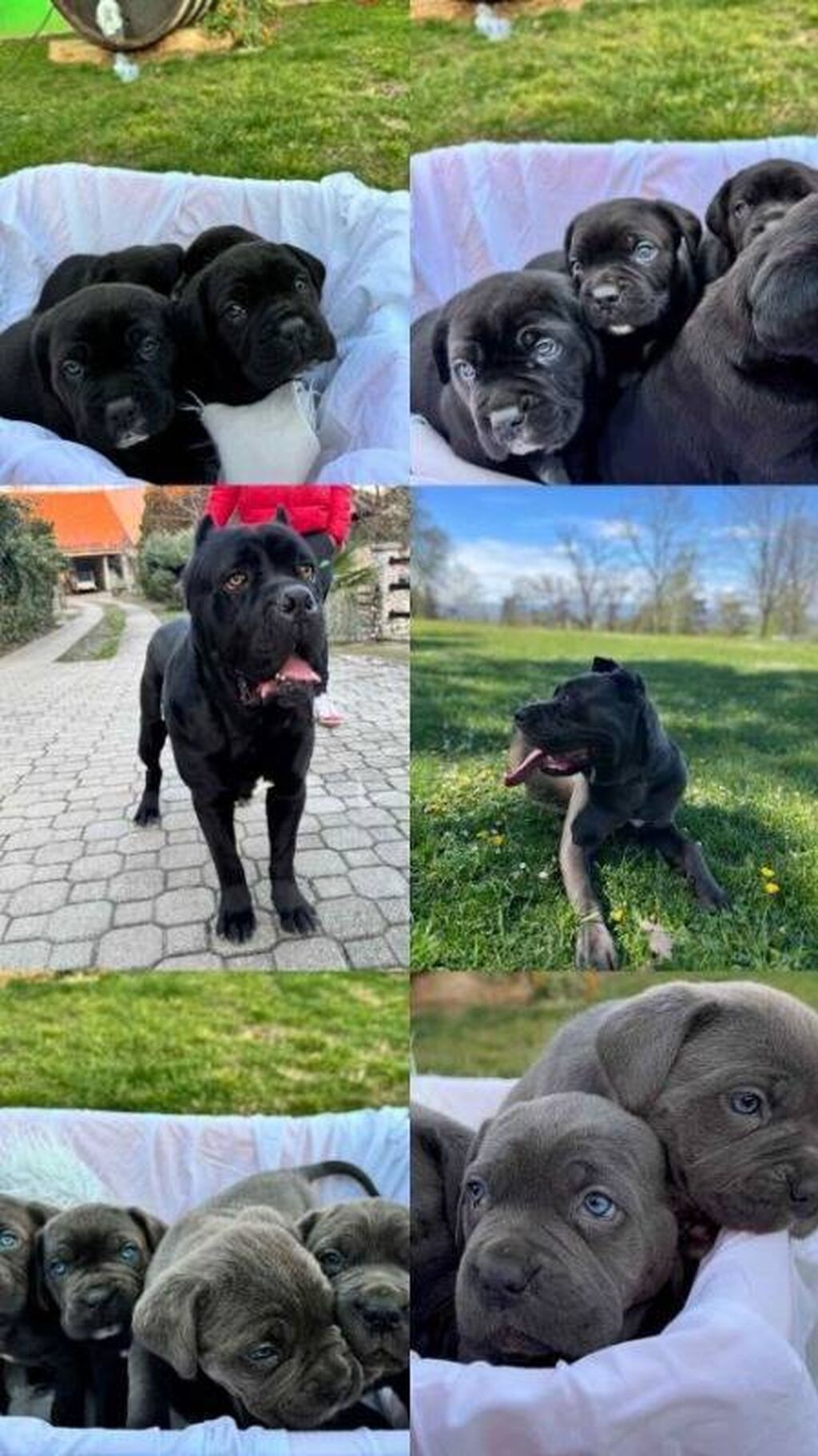 Na prodaju štenci Cane Corso Prodajemo vrhunske štence Cane Corso