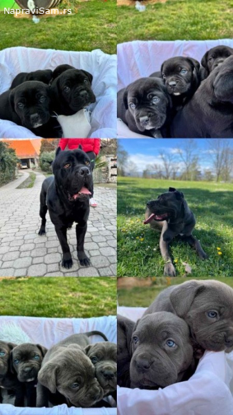 Cane Corso štenci