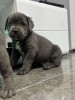 Cane Corso