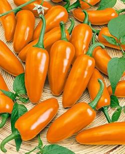 Orange chilli ljuta paprika (seme)