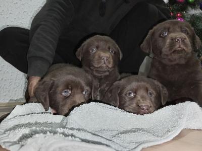 Cokoladni stenci Labrador retriver