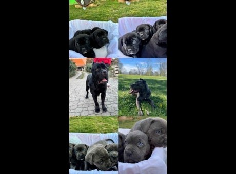 Cane Corso stenci