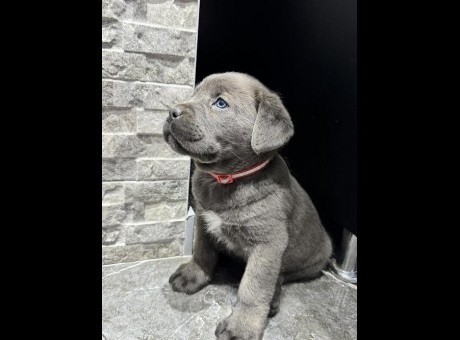 Cane Corso