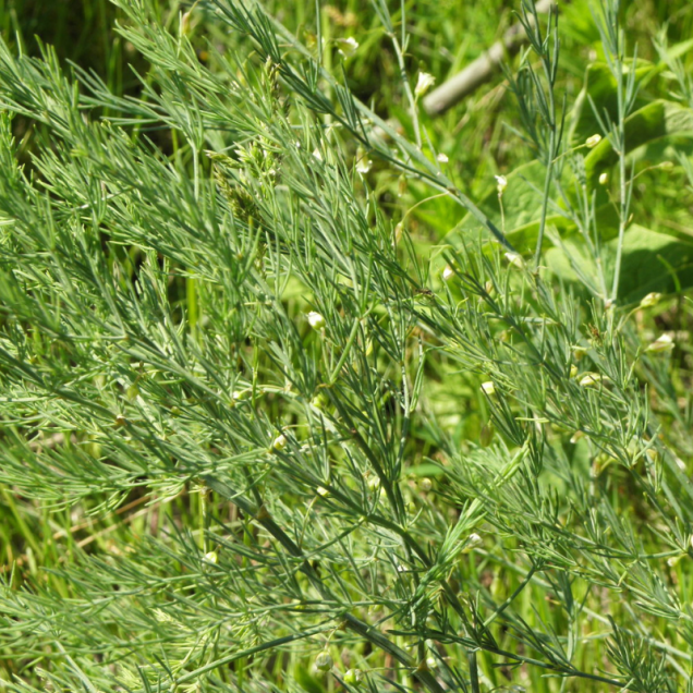 Asparagus - špargla