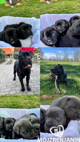 Cane Corso stenci