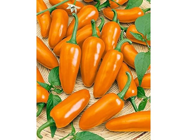 Orange chilli ljuta paprika (seme)