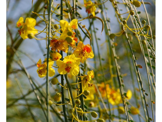 Parkinsonia aculeata (seme)