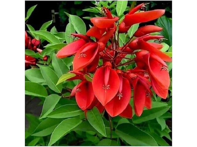 Erythrina crista galli (seme)