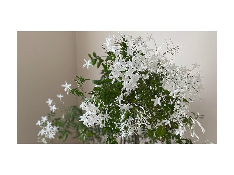 JASMIN--JASMINUM AZORCIUM