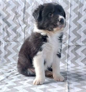 Border koli/collie štenci ❲ 100 EUR ❳