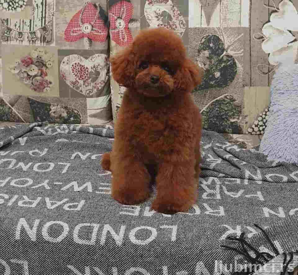 Malene, teddy bear toy pudle