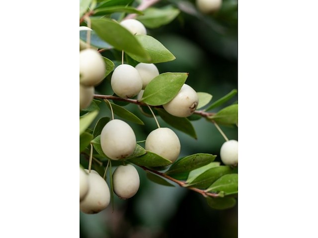 Bela mirta voce (seme) myrtus communis