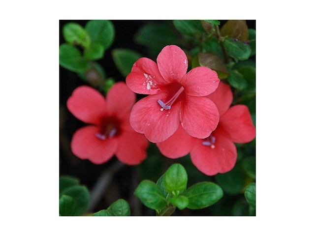 Barlerija (seme) Barleria