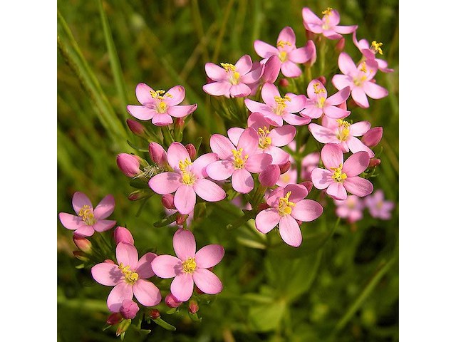 Kicica - Centaurium erythraea (seme) lekovita biljka