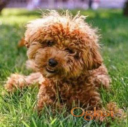 Maltipoo i Toy pudle