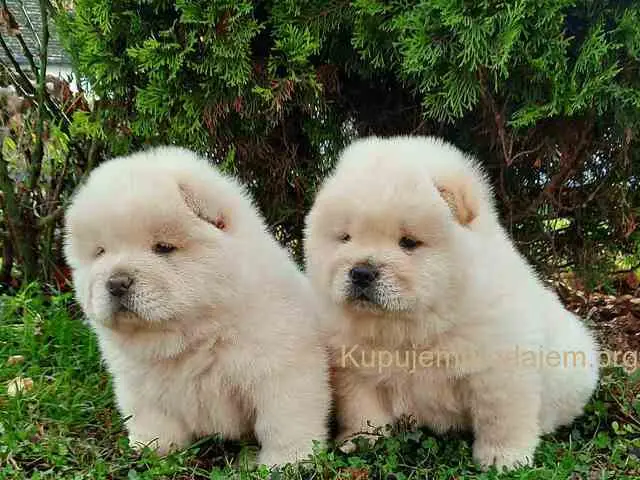 Chow Chow cau cau