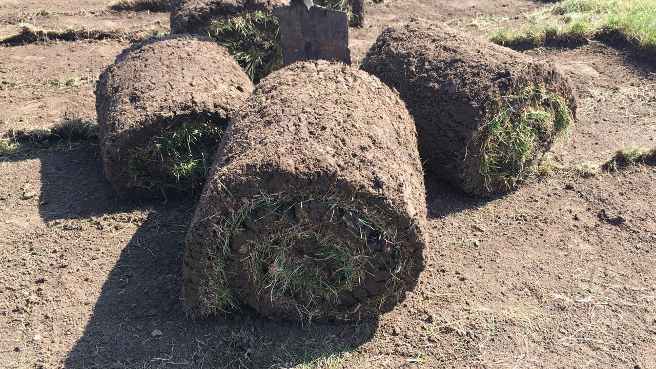 Şejanje trave – Postavljanje tepih trave