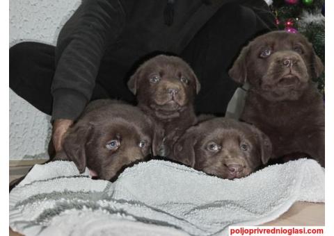 Cokoladni stenci Labrador retriver