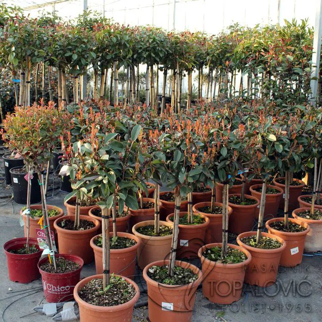 Photinia serrulata Red Robin