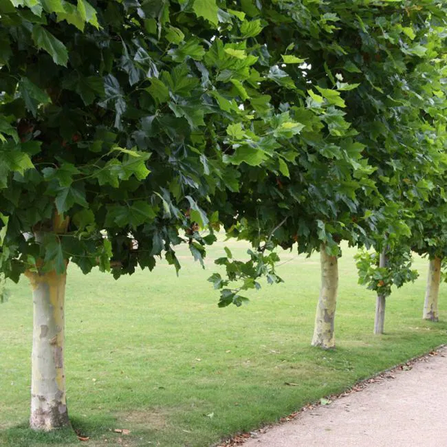 Platanus acerifolia