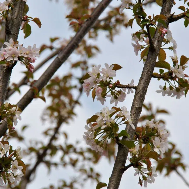 Prunus Schmitti