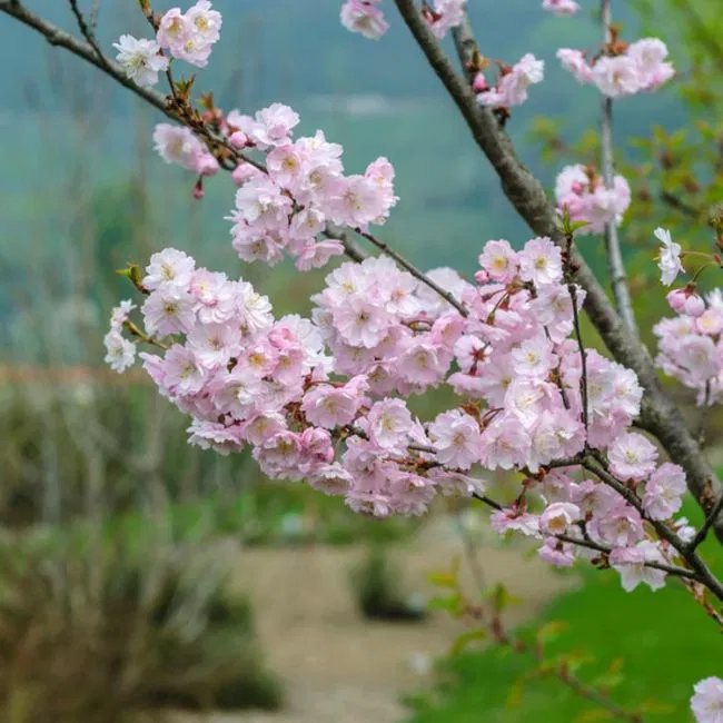 Prunus Serrulata Autumnalis Rosea