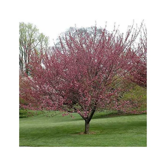 Prunus Serrulata Royal Burgundy