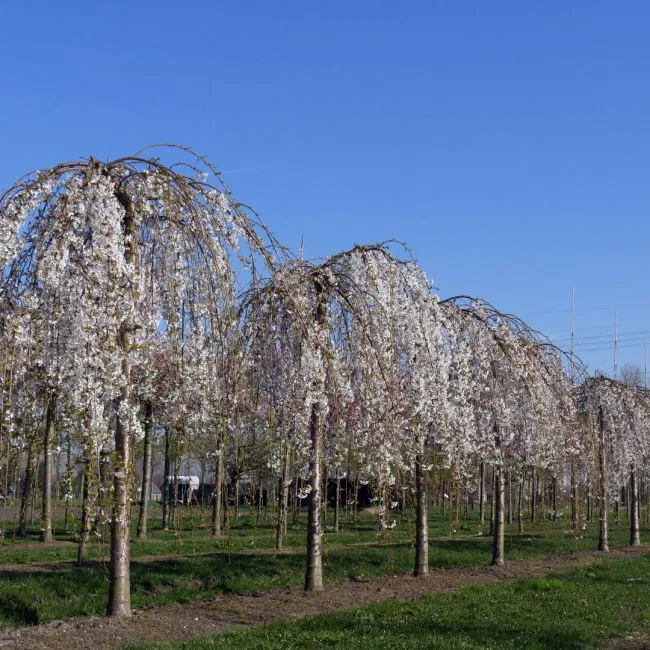 Prunus yedoensis Ivensii