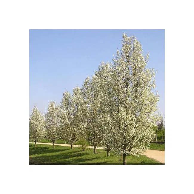 Pyrus calleryana 'Chanticleer'