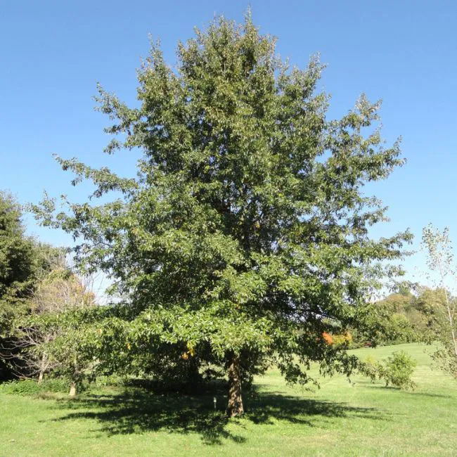 Quercus Imbricaria