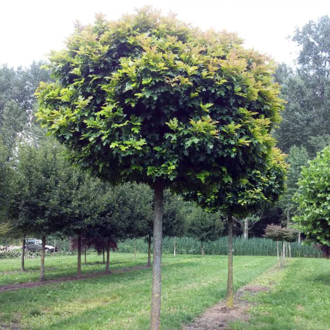 Quercus palustris Green Dwarf