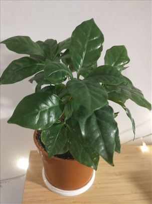 ПРодам квітку COFFEA ARABICA