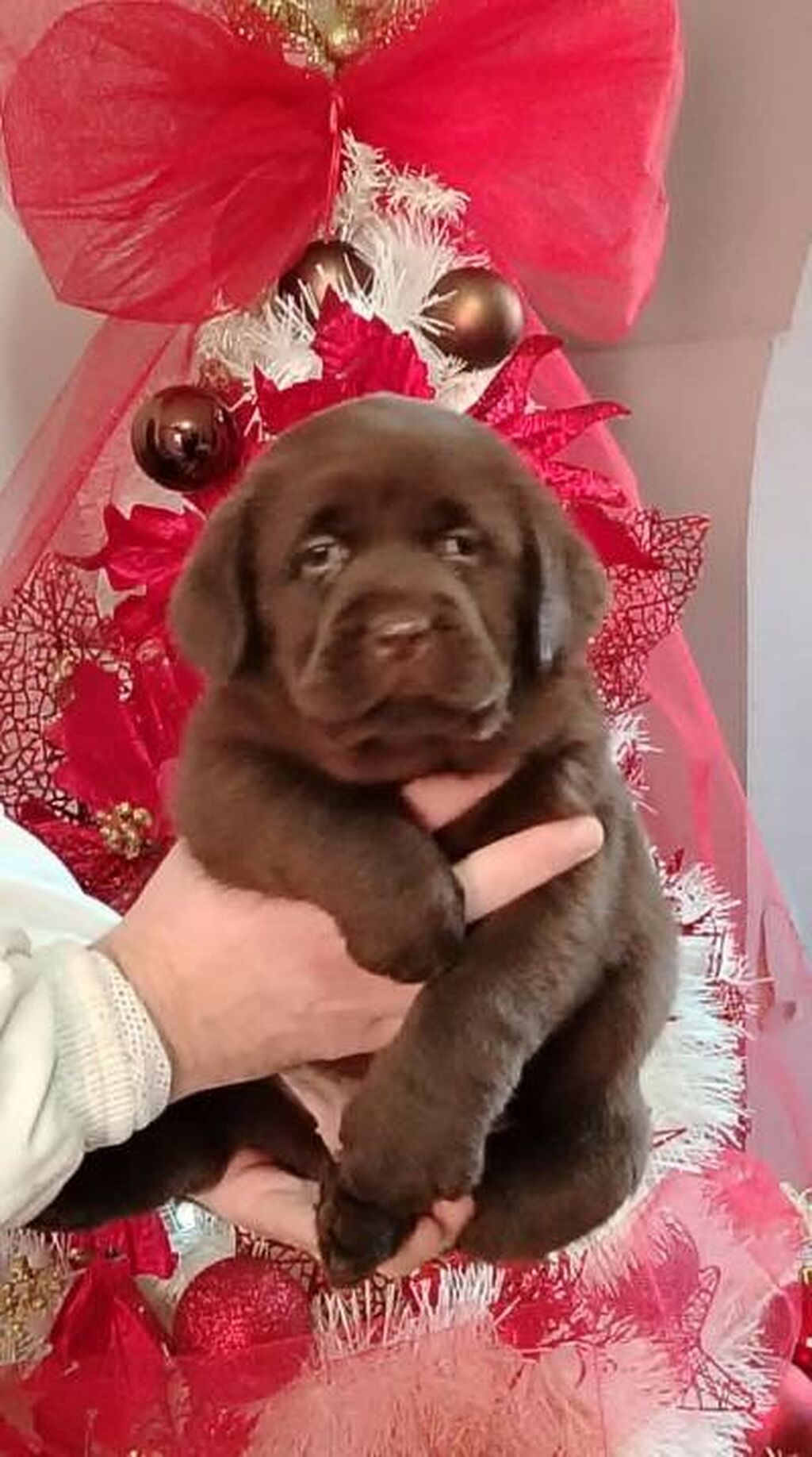 Štenci labrador retrivera Čokoladni i žuti štenci labrador retrivera